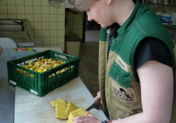 Praktikum – Zoo Neuwied